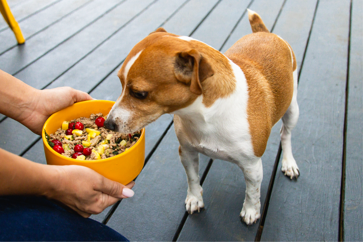 Fresh Dog Food Delivery - Human-Grade Dog Food | Wynwood Dog Food Co.
